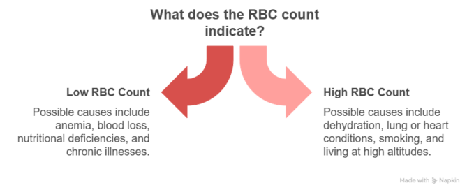 Understanding Red Blood Cell Count: Why It Matters for Your Health